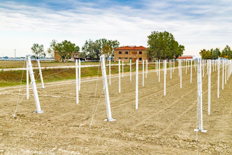 Rows of Precast Poles To Support Fruit Trees Stock Image - Image of ...