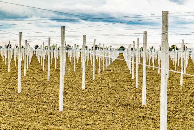 Rows of Precast Poles To Support Fruit Trees Stock Image - Image of ...