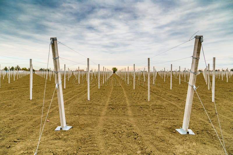 Rows of Precast Poles To Support Fruit Trees Stock Image - Image of ...