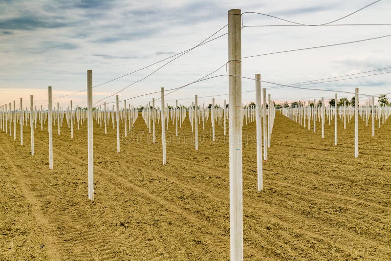 Rows of Precast Poles To Support Fruit Trees Stock Image - Image of ...