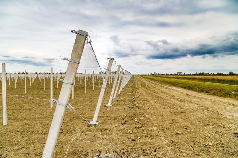 Rows of Precast Poles To Support Fruit Trees Stock Image - Image of ...