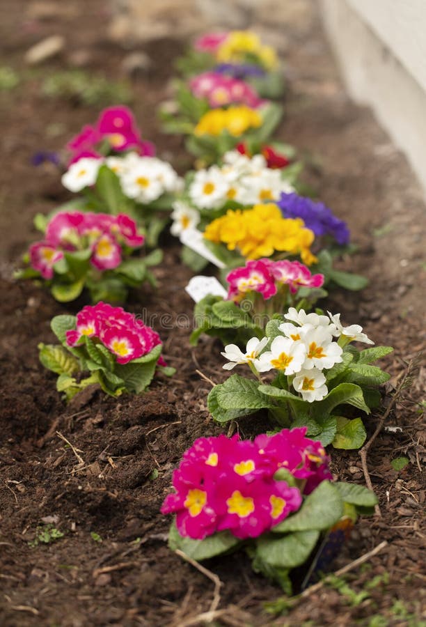 Rows of Primrose Planted in the Dirt Stock Image - Image of flower ...