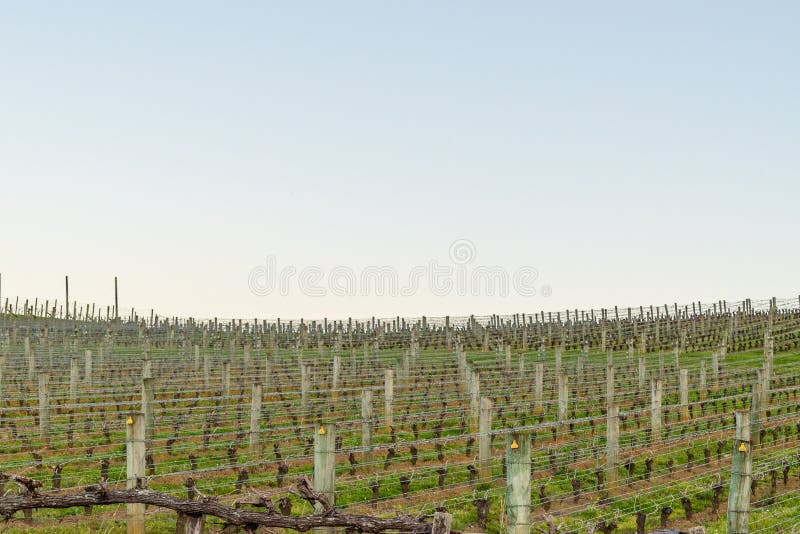 Vineyard production rows stock photo. Image of climate - 125914024