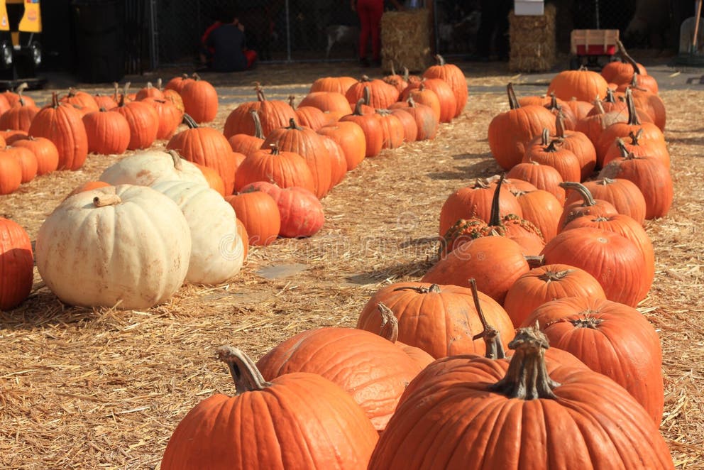 Rows of Pumpkins stock image. Image of pumpkin, pumpkins - 61831937