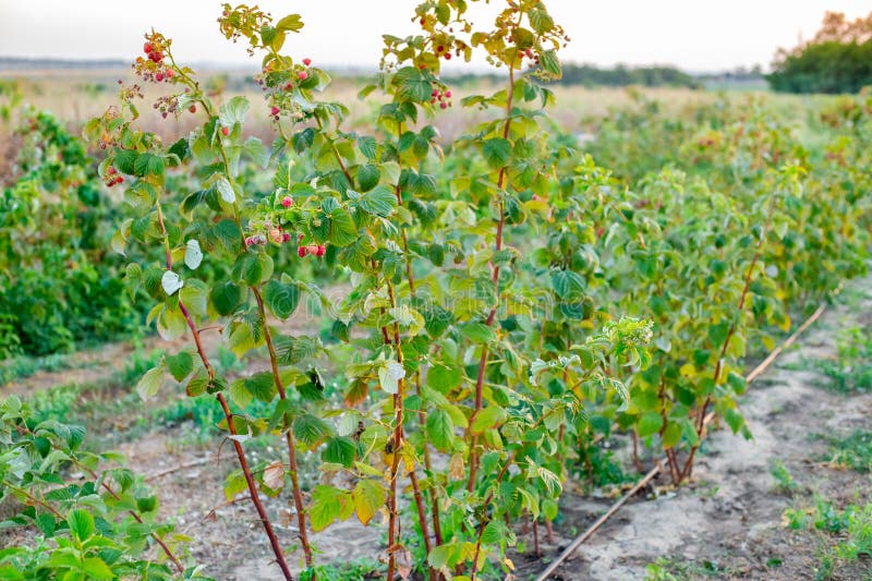 Rows of Raspberry Bushes with Ripe Berries in an Orchard with Drip ...