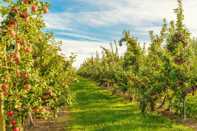 140+ Red apple trees Free Stock Photos - StockFreeImages