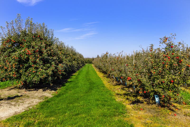 Rows of red apple trees. stock image. Image of orchard - 67210003