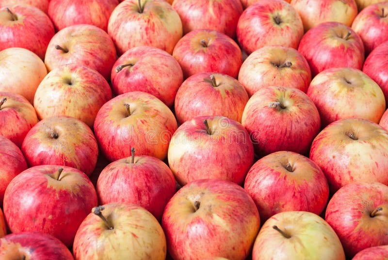 Rows of Red Apples on a Wooden Surface. Top View Stock Image - Image of ...