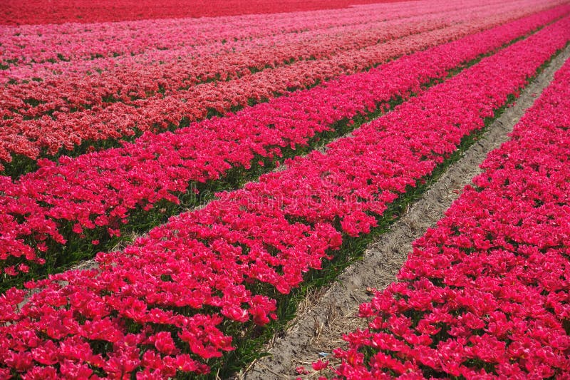 Rows of flowers stock photo. Image of farm, botanical - 20752912