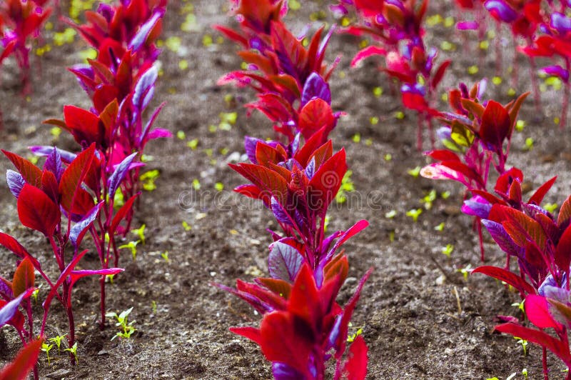 Rows of Red Flowers on a City Flower Bed. Stock Photo - Image of nature ...