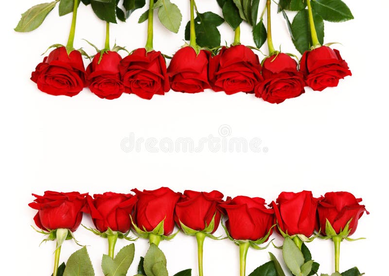 Rows of Red Roses Lined Up Along the Image Edge on White Stock Image ...