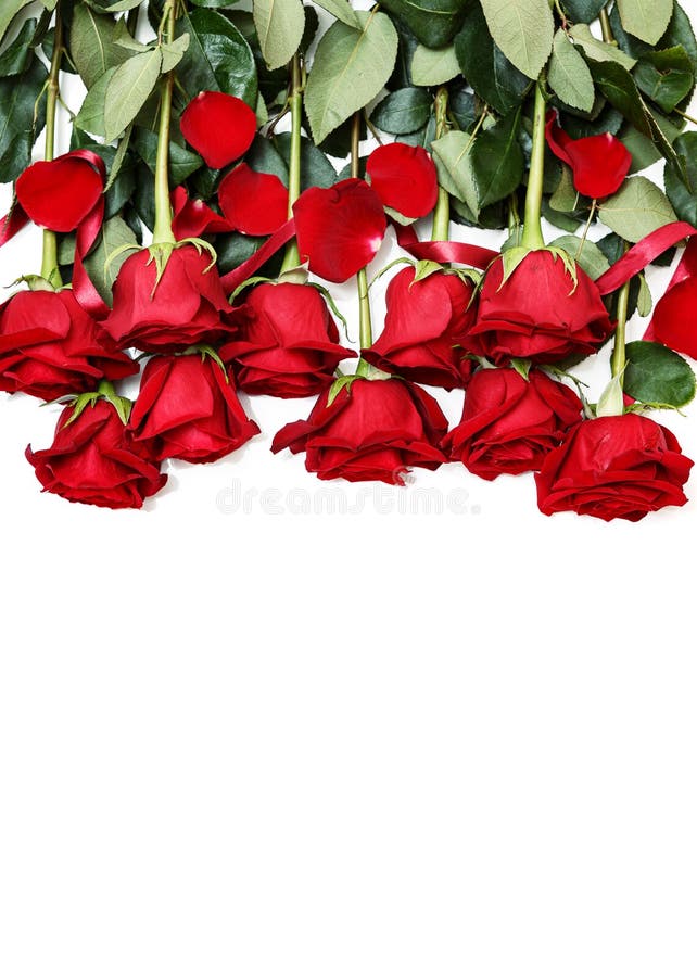 Rows of Red Roses Lined Up Along the Image Edge on White. Stock Image ...