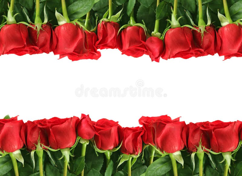 Rows of Red Roses on White stock photo. Image of concept - 12352236