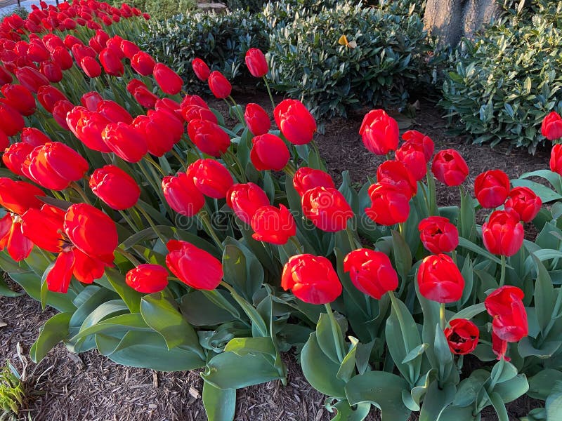 Rows of Red Spring Tulips stock image. Image of blossoms - 216001271