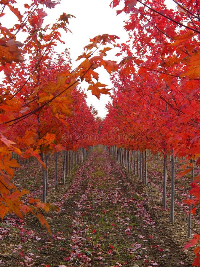 Rows of Red Trees stock image. Image of trunk, leaves - 16943457