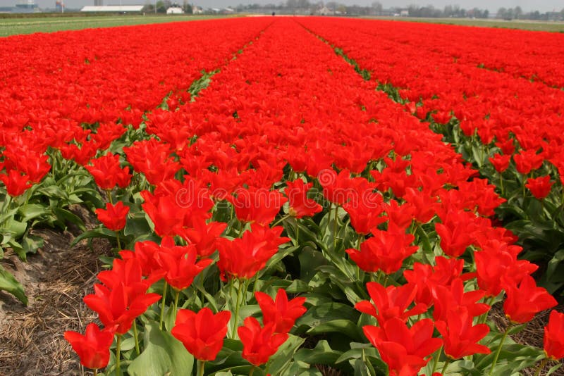Rows of red tulips stock image. Image of gift, flora, dutch - 734893