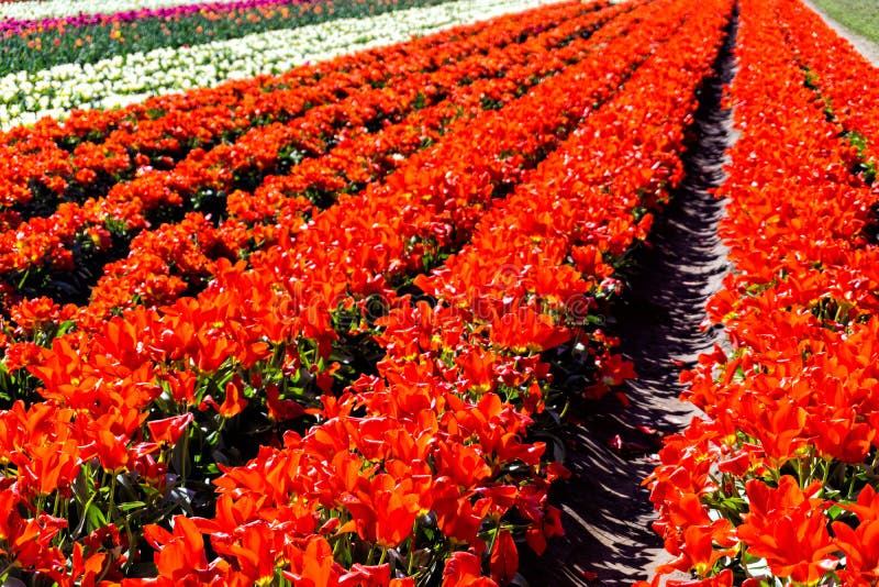 Rows of red tulips stock image. Image of spring, field - 91589957