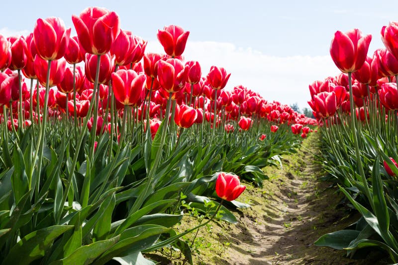 Rows of Red Tulips Growing on a Field Stock Image - Image of field ...