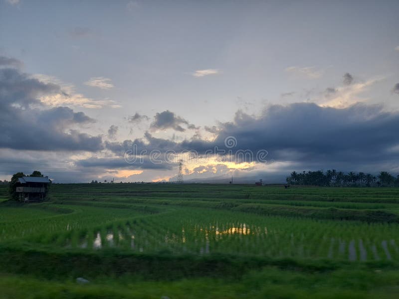 Rows of Rice Fields in the Afternoon Stock Image - Image of fields ...