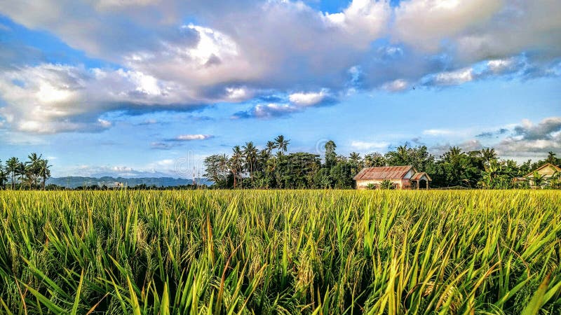 Rows of Rice Plants in the Rice Fields Stock Image - Image of tree ...