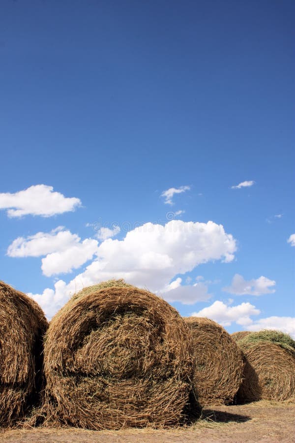 Rows of Rolled Hay stock photo. Image of harvest, golden - 26065400
