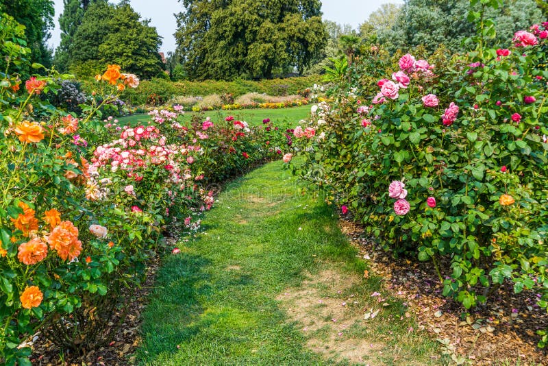 Rows of Roses stock image. Image of tacoma, roses, outdoors - 230521451