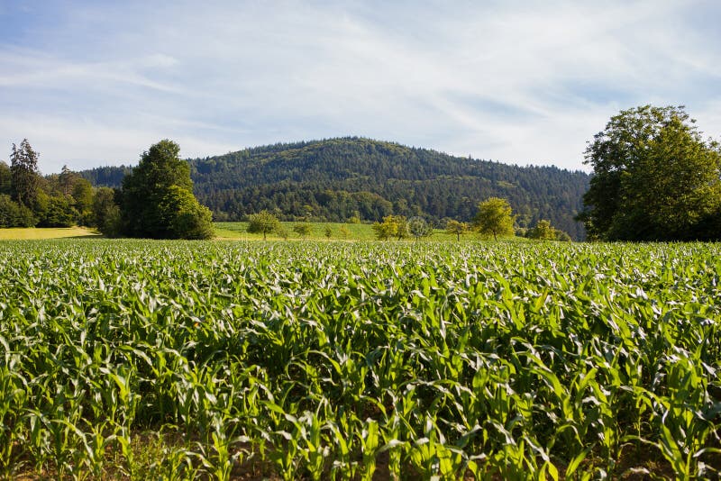 Rows and Rows of Fresh Growing Corn Stock Photo - Image of farm, skies ...