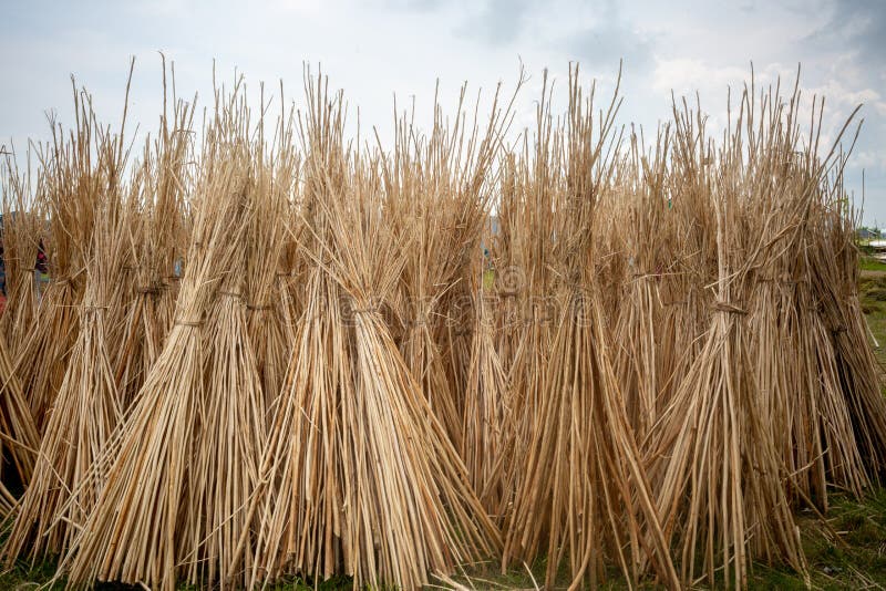 182 Damp Stick Stock Photos - Free & Royalty-Free Stock Photos from ...