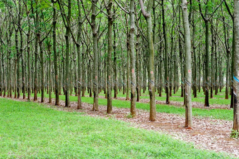 Rows of Rubber trees stock photo. Image of east, deep - 25691228