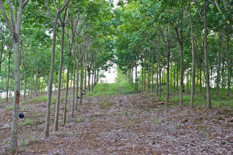 Rows of rubber trees stock image. Image of material, growth - 26957861