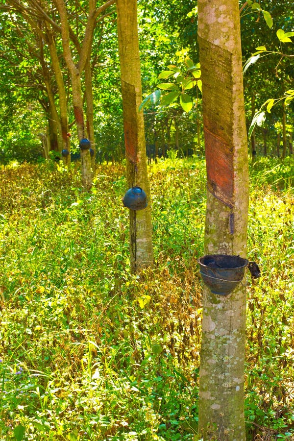 Rows Of Tapped Rubber Trees At A Rubber Estate In Indonesia Stock Image ...