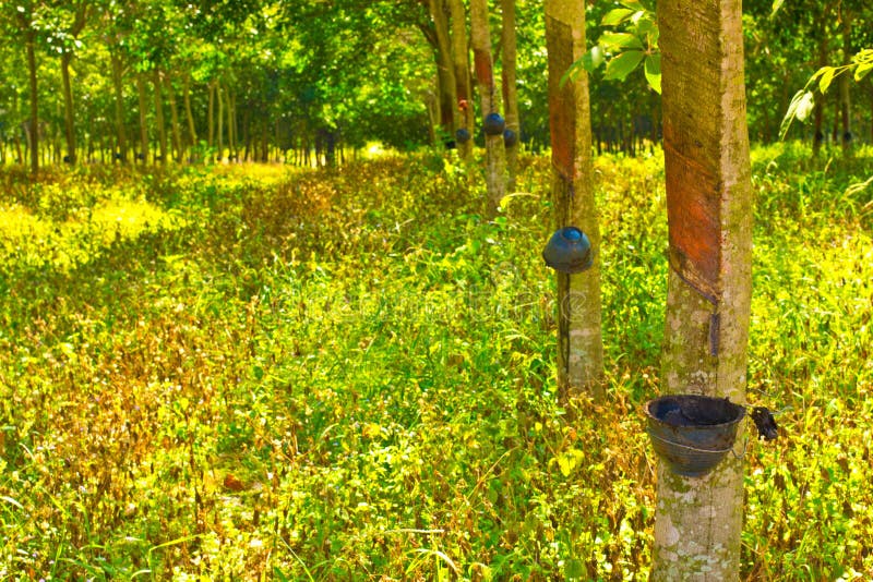 Rows of Tapped Rubber Trees at a Rubber Estate in Indonesia Stock Image ...