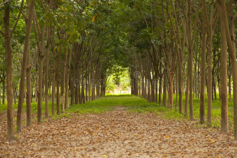 Rows of rubber trees stock image. Image of produce, drop - 94929653