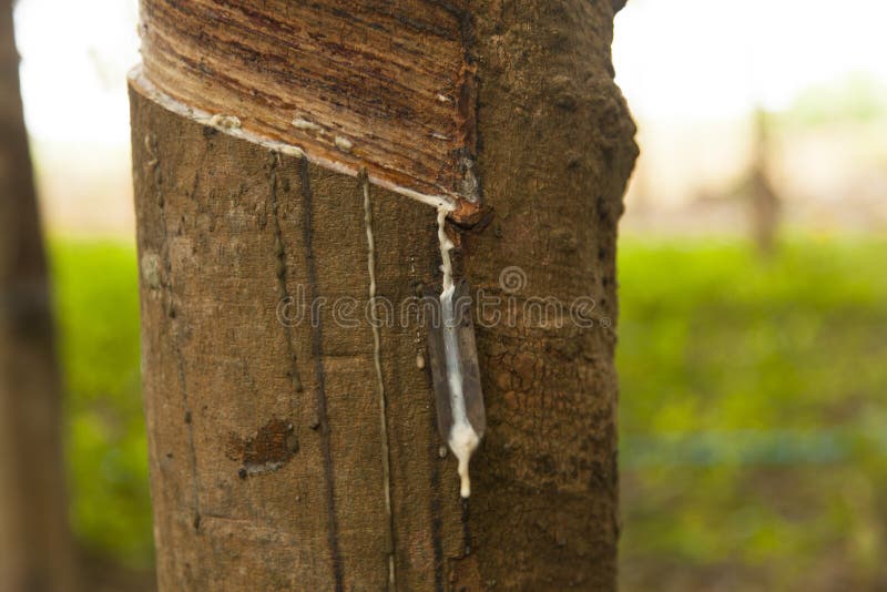 Rows of rubber trees stock image. Image of resouces, elastic - 94929665
