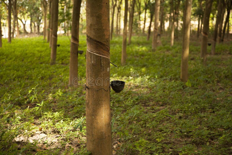 Rows of rubber trees stock photo. Image of elastic, fresh - 94929920