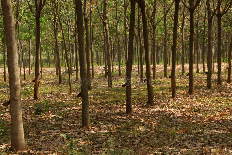 Rows of Rubber Trees Used for Creating Latex and Rubber Products Stock ...