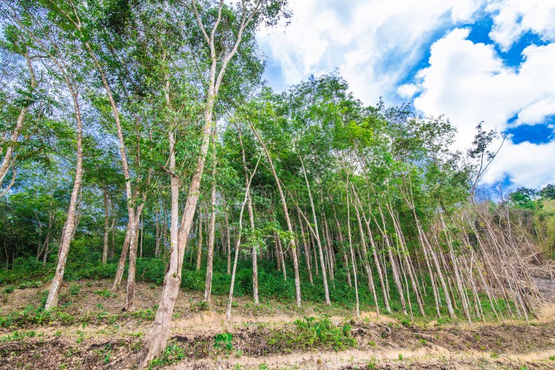Rows of rubber trees, stock image. Image of fresh, growth - 40942725