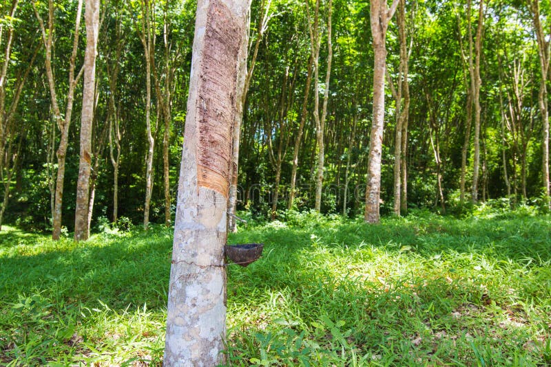 Rows of rubber trees, stock photo. Image of environment - 41358294