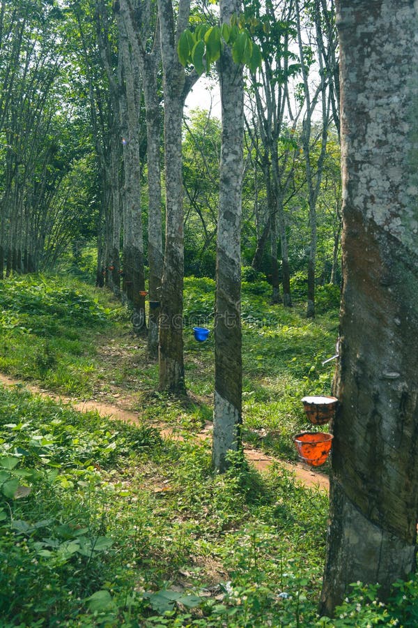 Rows of Rubber Trees stock photo. Image of tree, meadow - 277495140