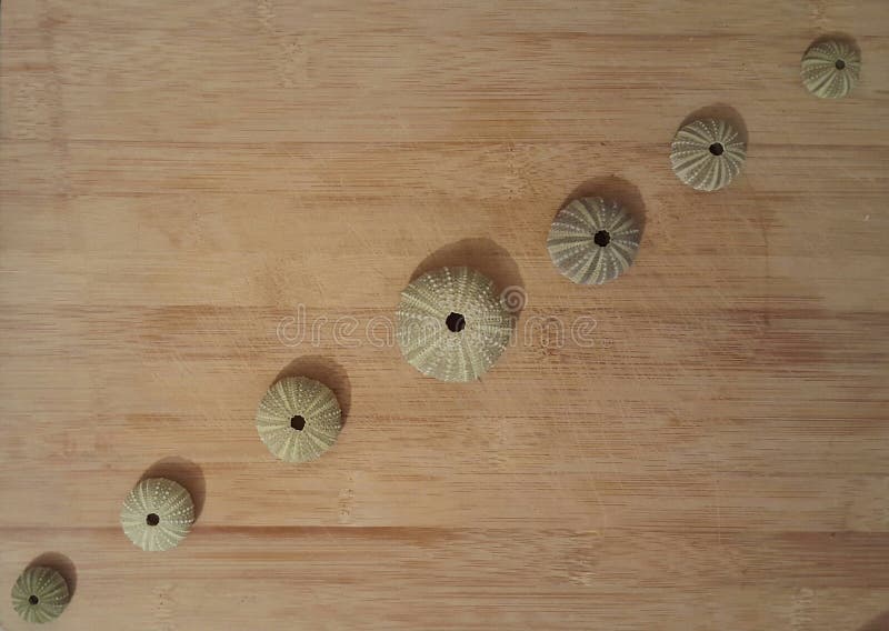 Rows of sea shells stock image. Image of shells, wood - 88971023