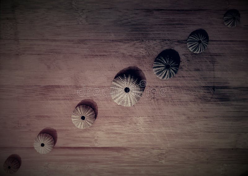 Rows of sea shells stock photo. Image of vintage, rows - 88970440