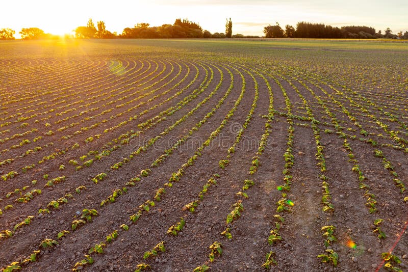 Rows of Seedlings on the Farm Stock Image - Image of cultivate, land ...