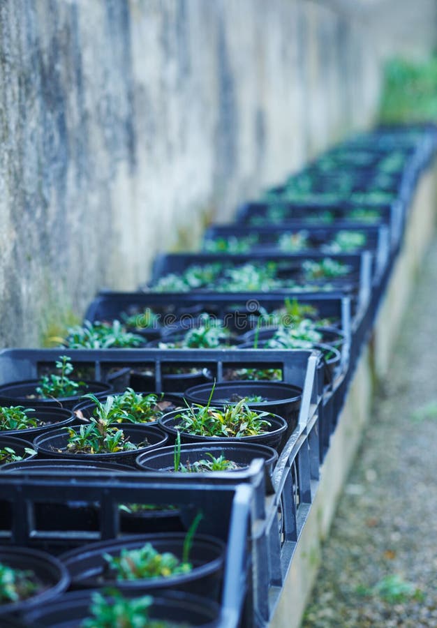 Rows of seedlings stock image. Image of nature, ornamental - 50644831