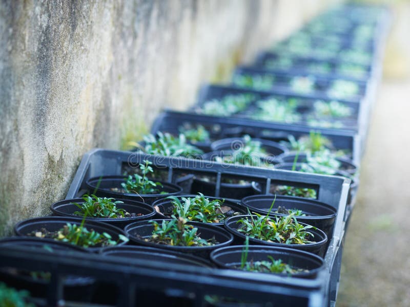Rows of seedlings stock image. Image of agriculture, dirt - 50644849