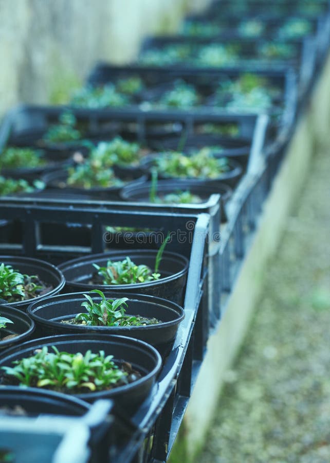 Rows of seedlings stock photo. Image of conservation - 51484210