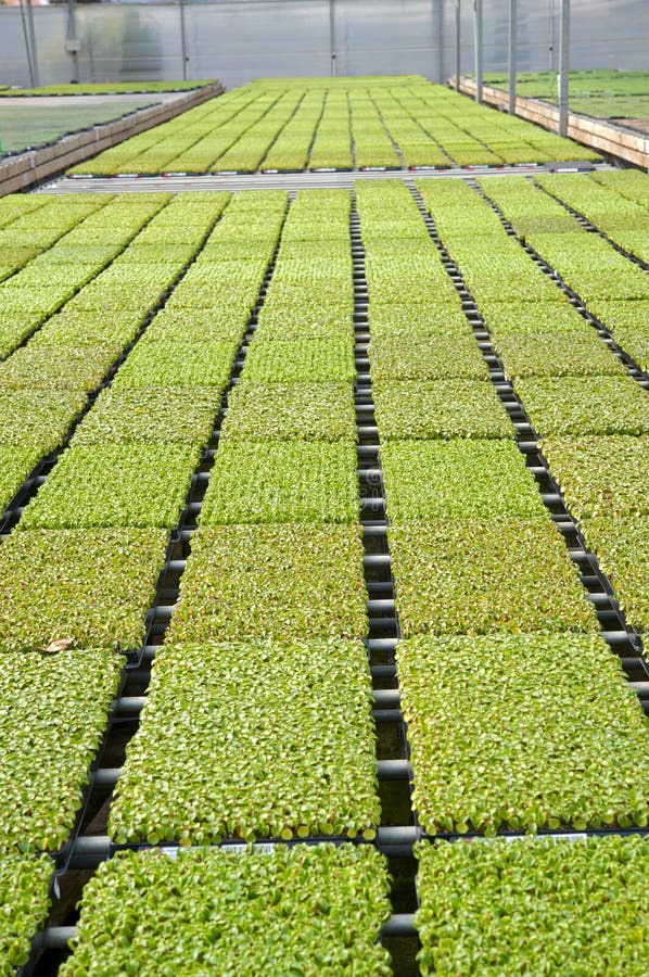 Rows of Seedlings in a Nursery Stock Image - Image of greenhouse, life ...