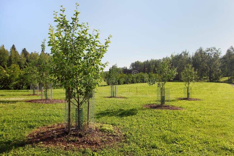 Rows of Seedlings in the Park Stock Image - Image of garden, sammer ...