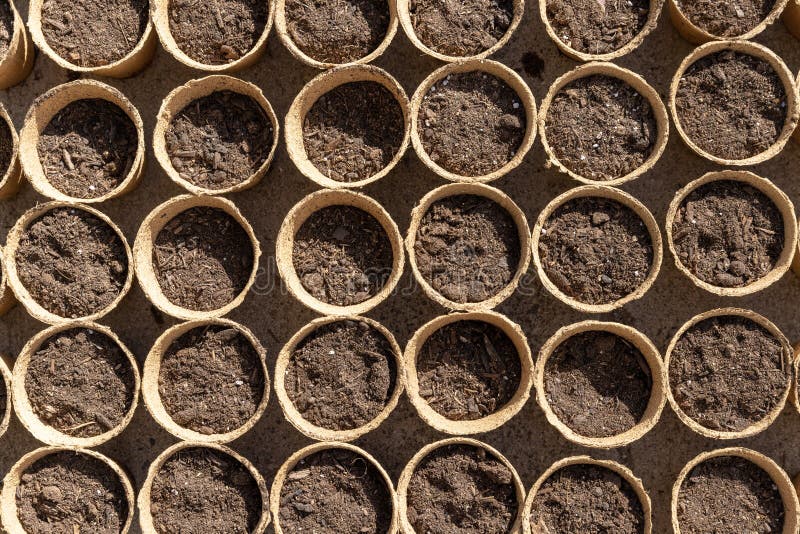 Small Red Peat Moss or Sphagnum Capillifolium Plant Stock Image - Image ...