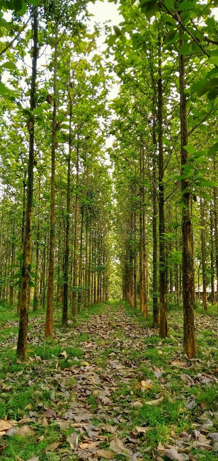 A Rows of Several Teak Trees in a Tropical Forest Stock Photo - Image ...