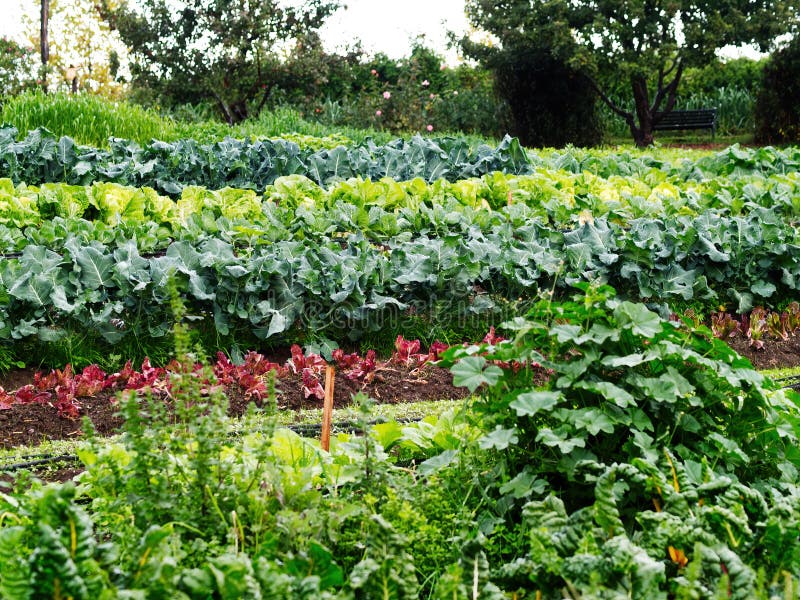 Rows of Several Varieties of Vegetables in Large Garden Stock Image ...